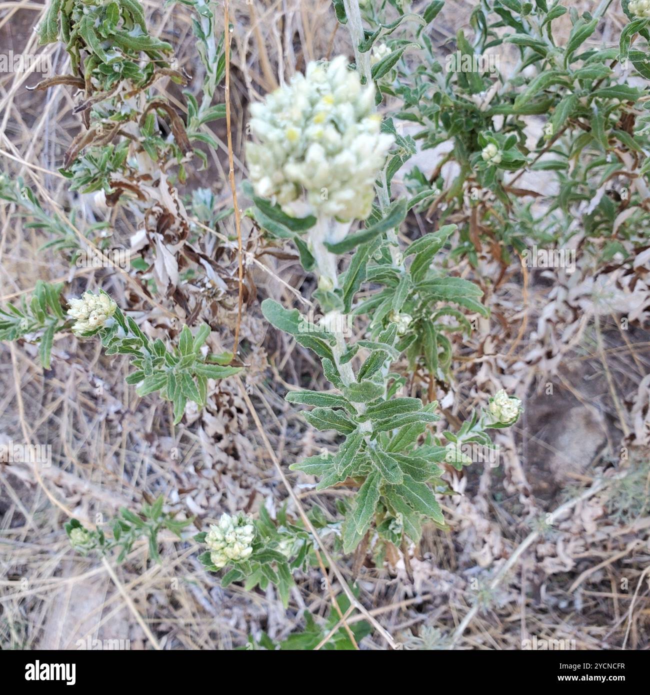 two-color rabbit tobacco (Pseudognaphalium biolettii) Plantae Stock ...
