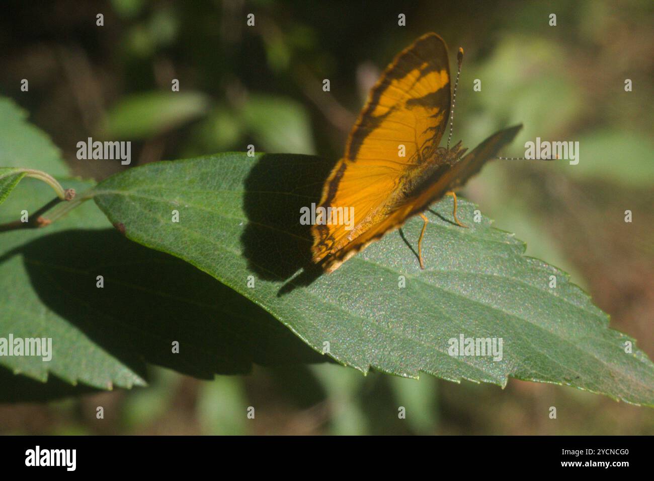 Claudina Crescent (Tegosa claudina) Insecta Stock Photo - Alamy