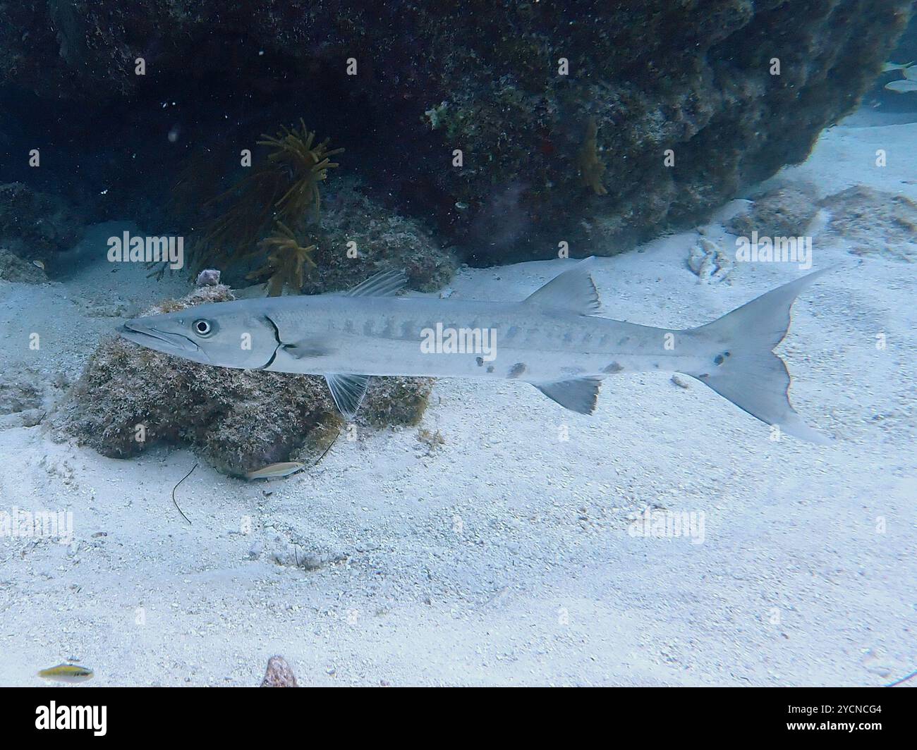 Great Barracuda (Sphyraena barracuda) Actinopterygii Stock Photo - Alamy