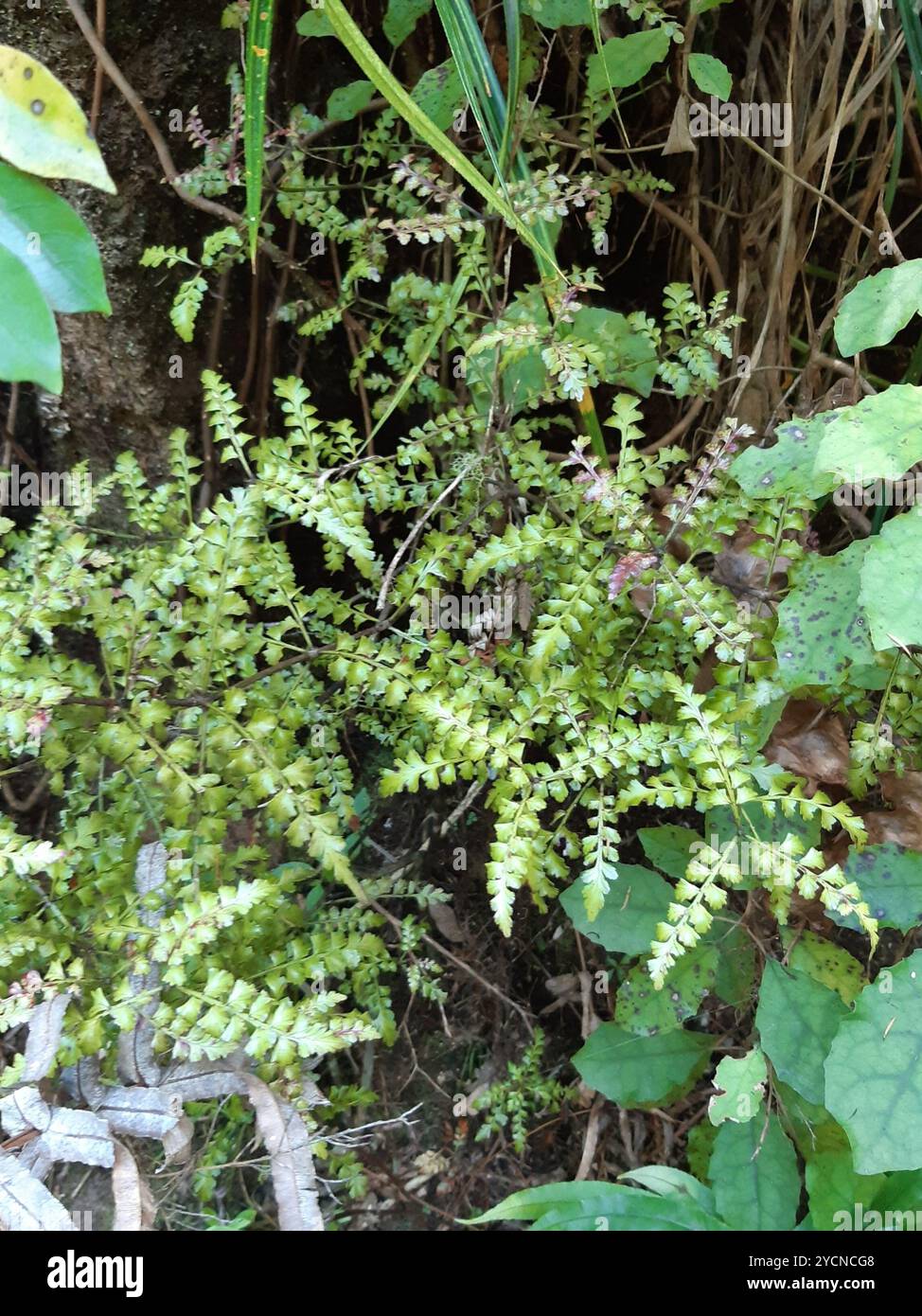 celery pine (Phyllocladus trichomanoides) Plantae Stock Photo - Alamy