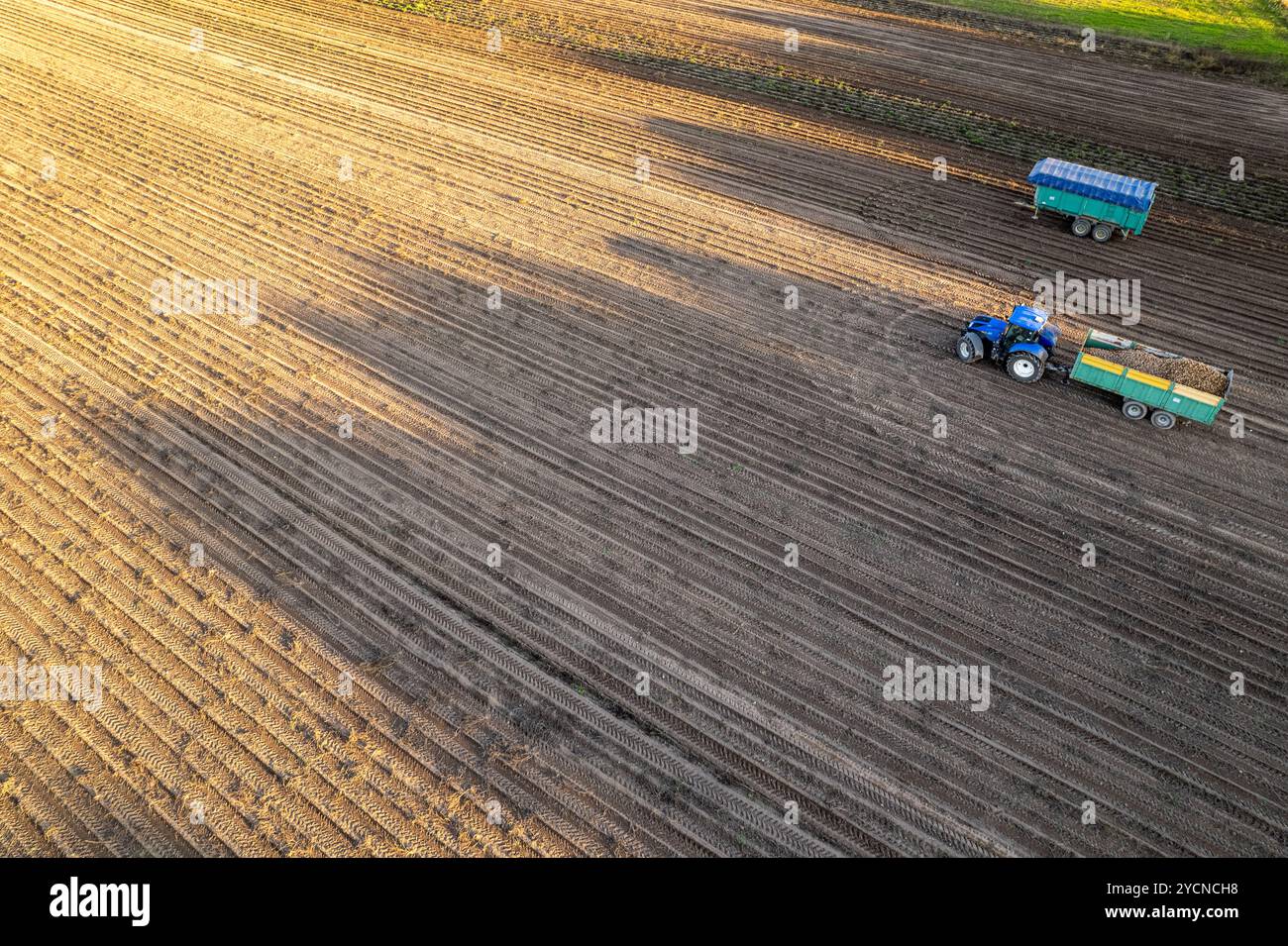 a tractor harvesting a potato plantation, aerial view from a drone ...