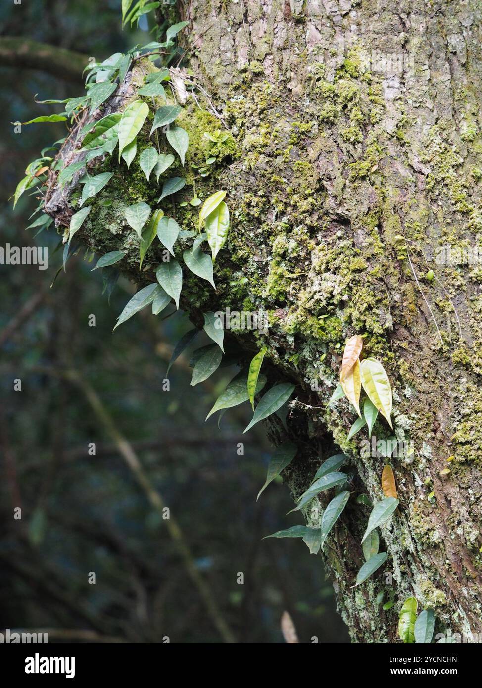 (Ficus sarmentosa nipponica) Plantae Stock Photo - Alamy