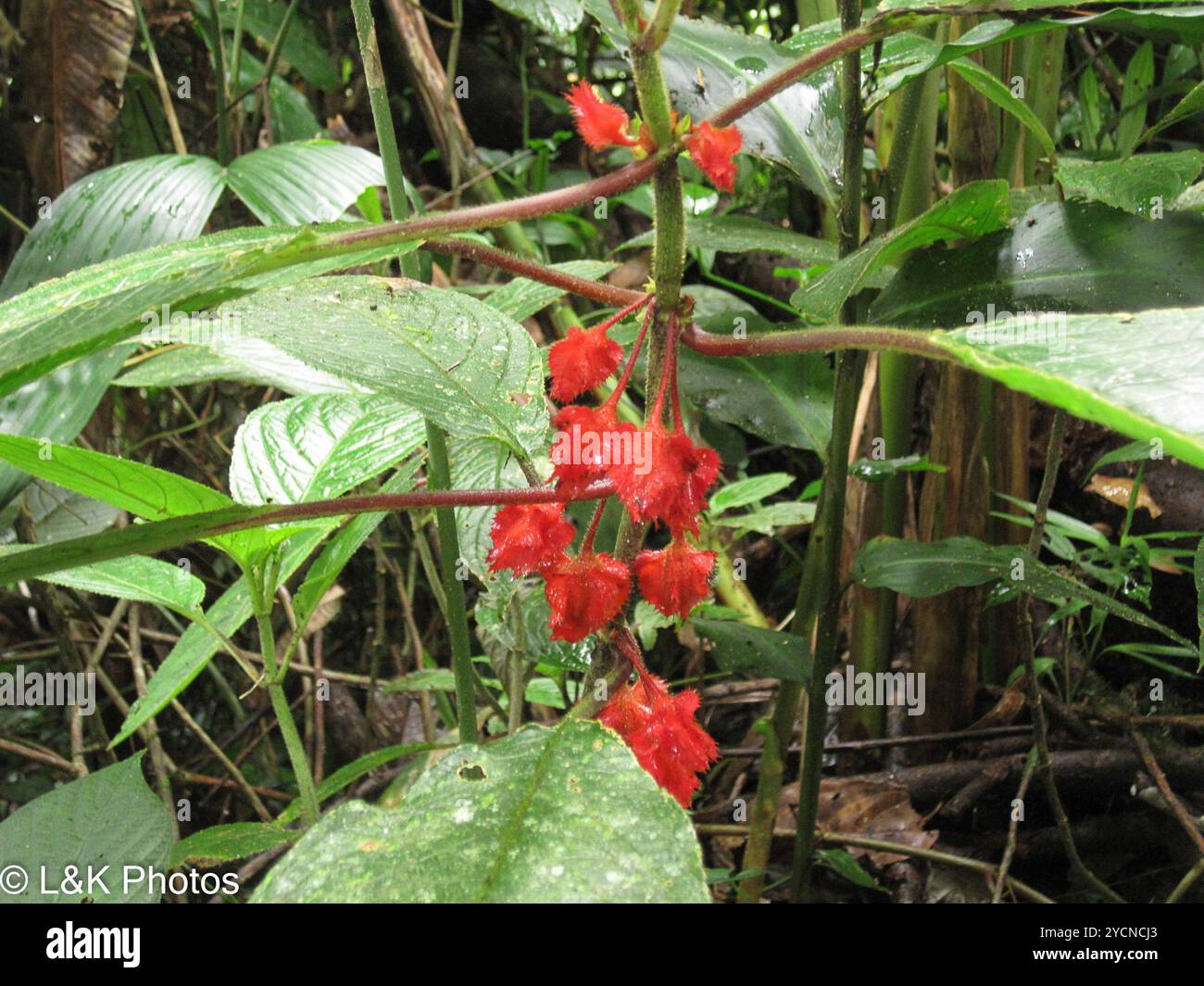 gesneria family (Gesneriaceae) Plantae Stock Photo - Alamy