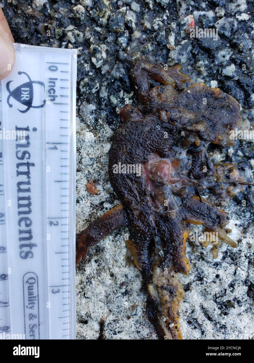 Pacific Newts (Taricha) Amphibia Stock Photo - Alamy