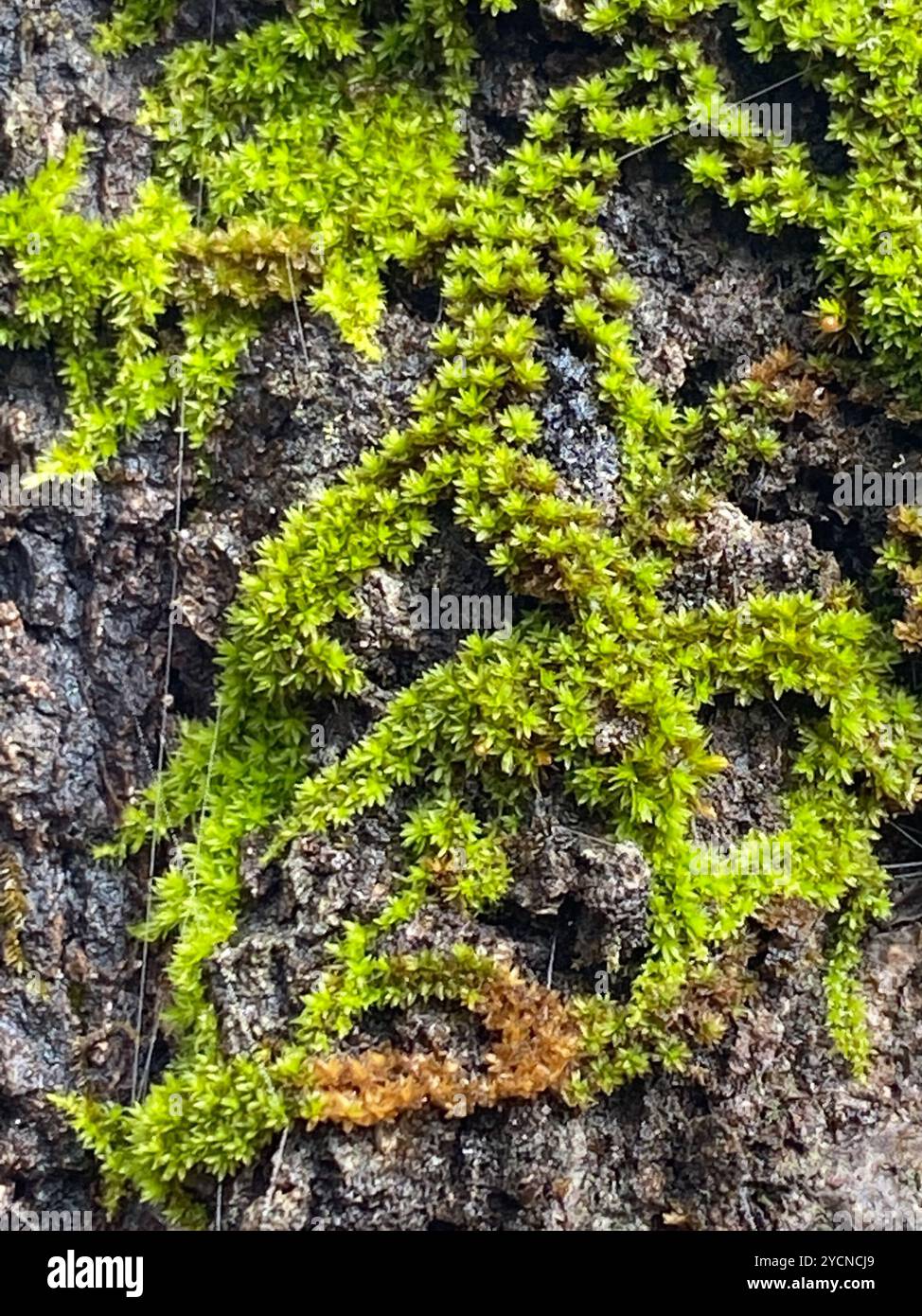 Train Track Moss (Drummondia prorepens) Plantae Stock Photo - Alamy