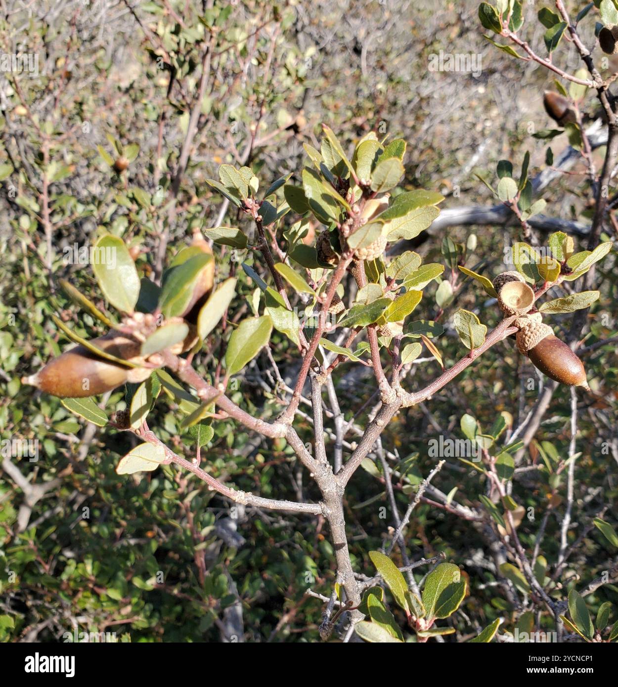 California scrub oak (Quercus berberidifolia) Plantae Stock Photo - Alamy
