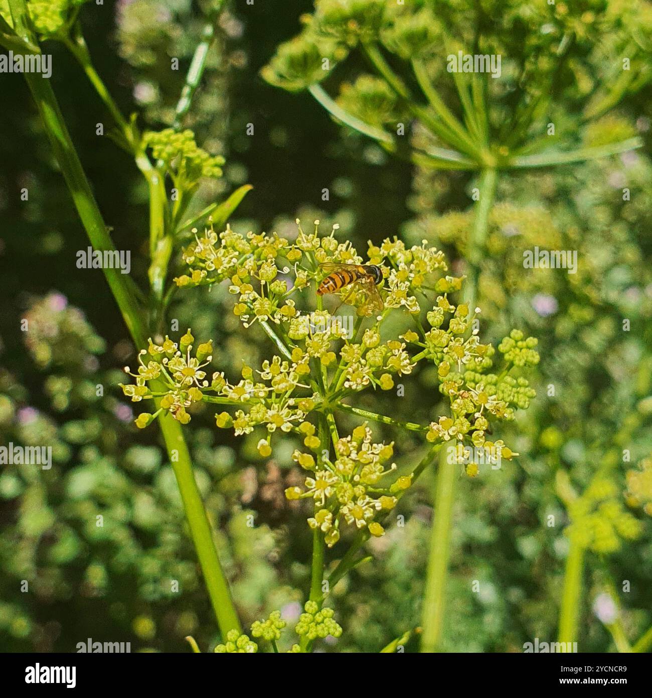 (Sphaerophoria macrogaster) Insecta Stock Photo - Alamy
