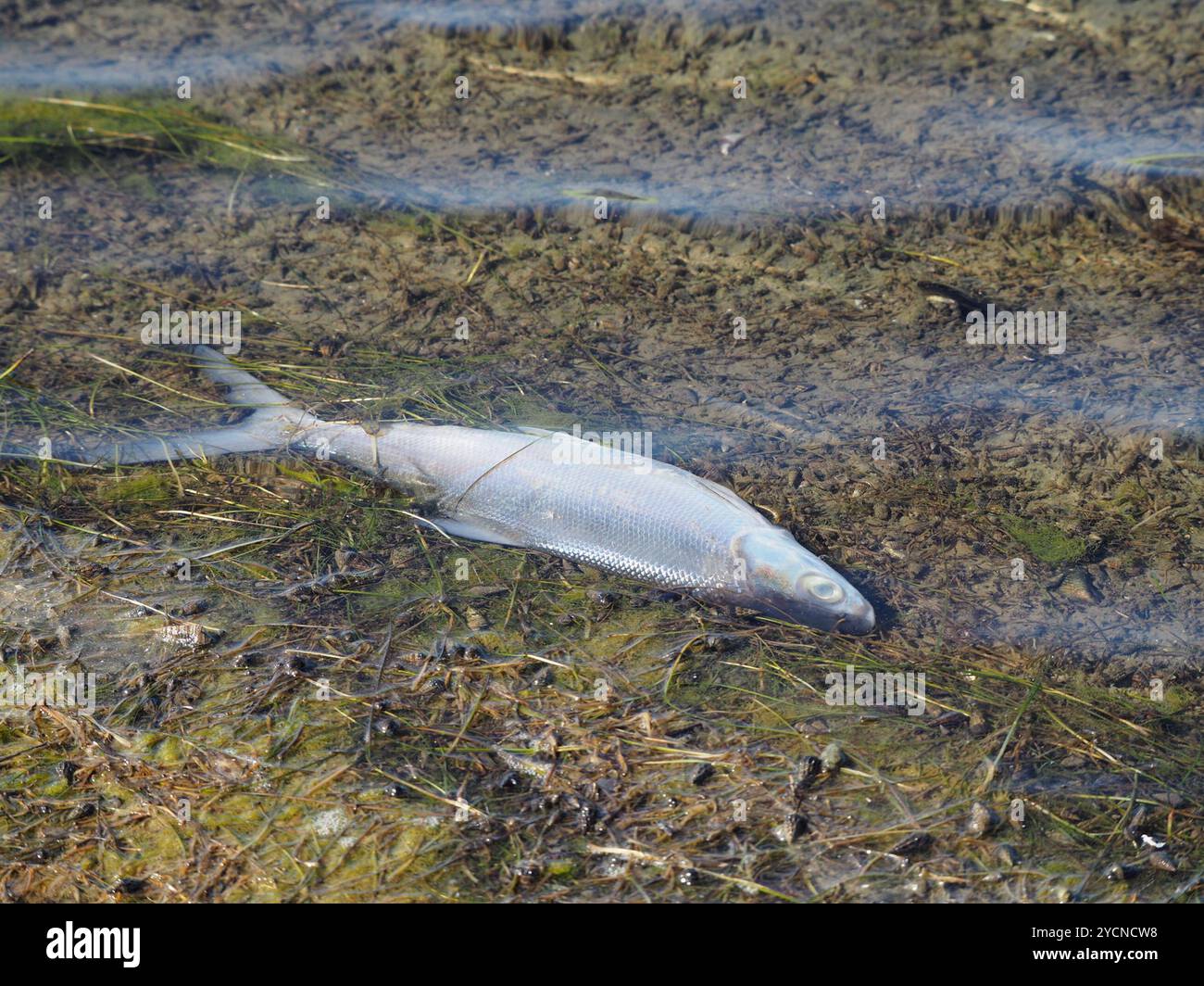 Milkfish (Chanos chanos) Actinopterygii Stock Photo - Alamy