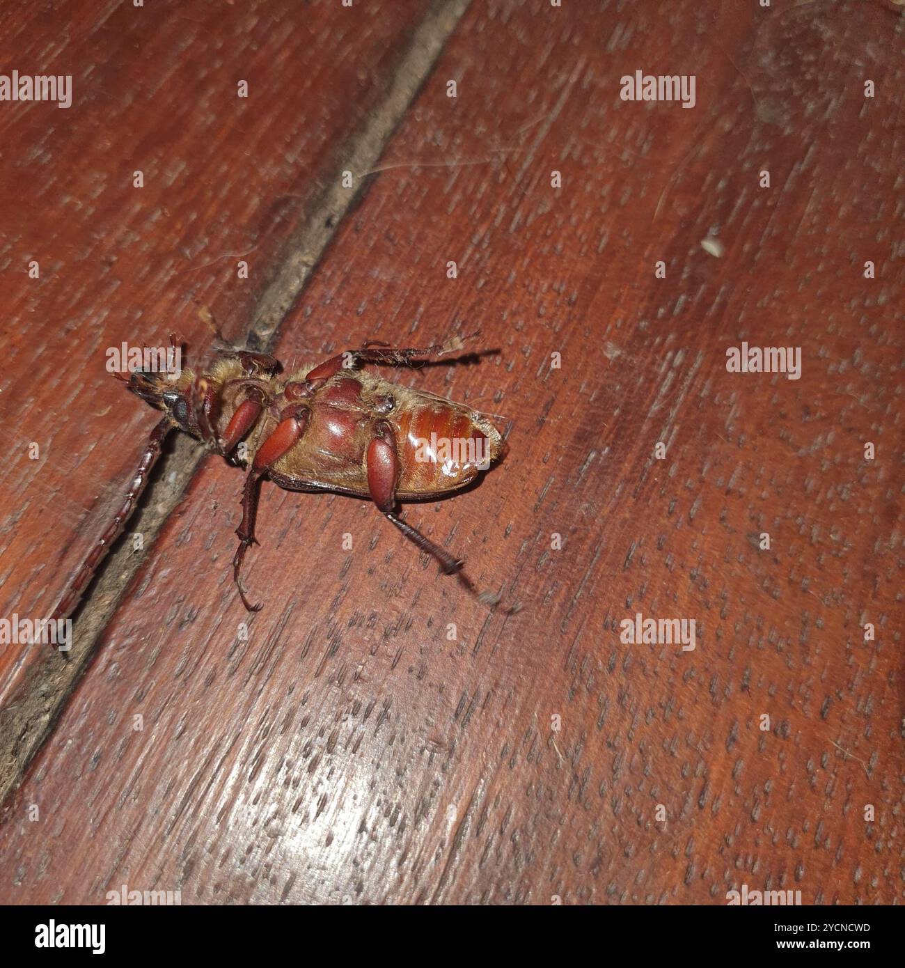 Tooth-necked and Aberrant Longhorn Beetles (Prioninae) Insecta Stock ...