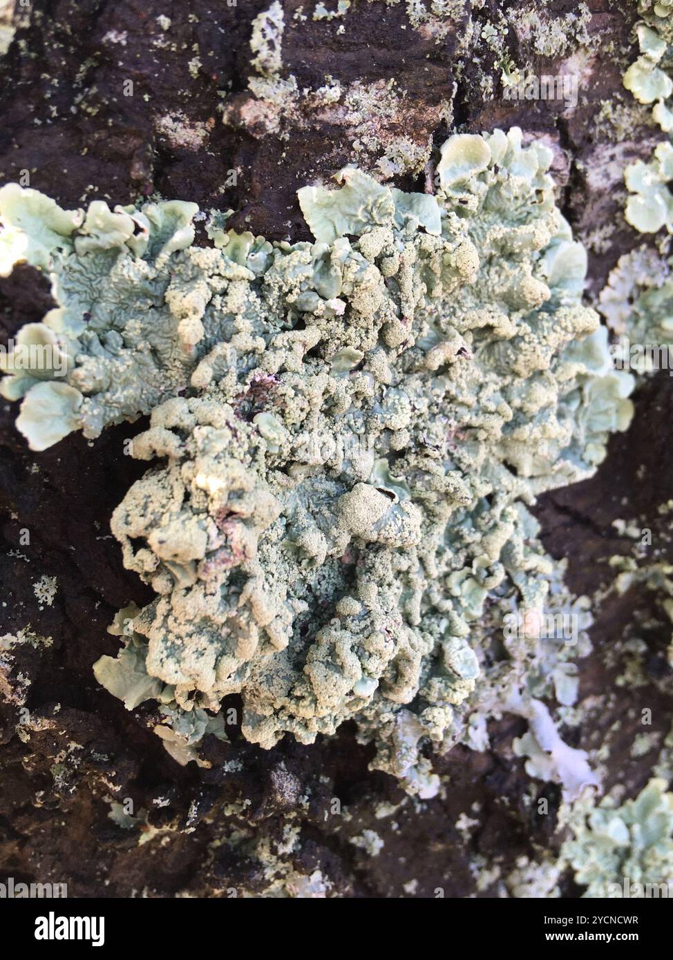 typical shield lichens (Parmelioideae) Fungi Stock Photo - Alamy