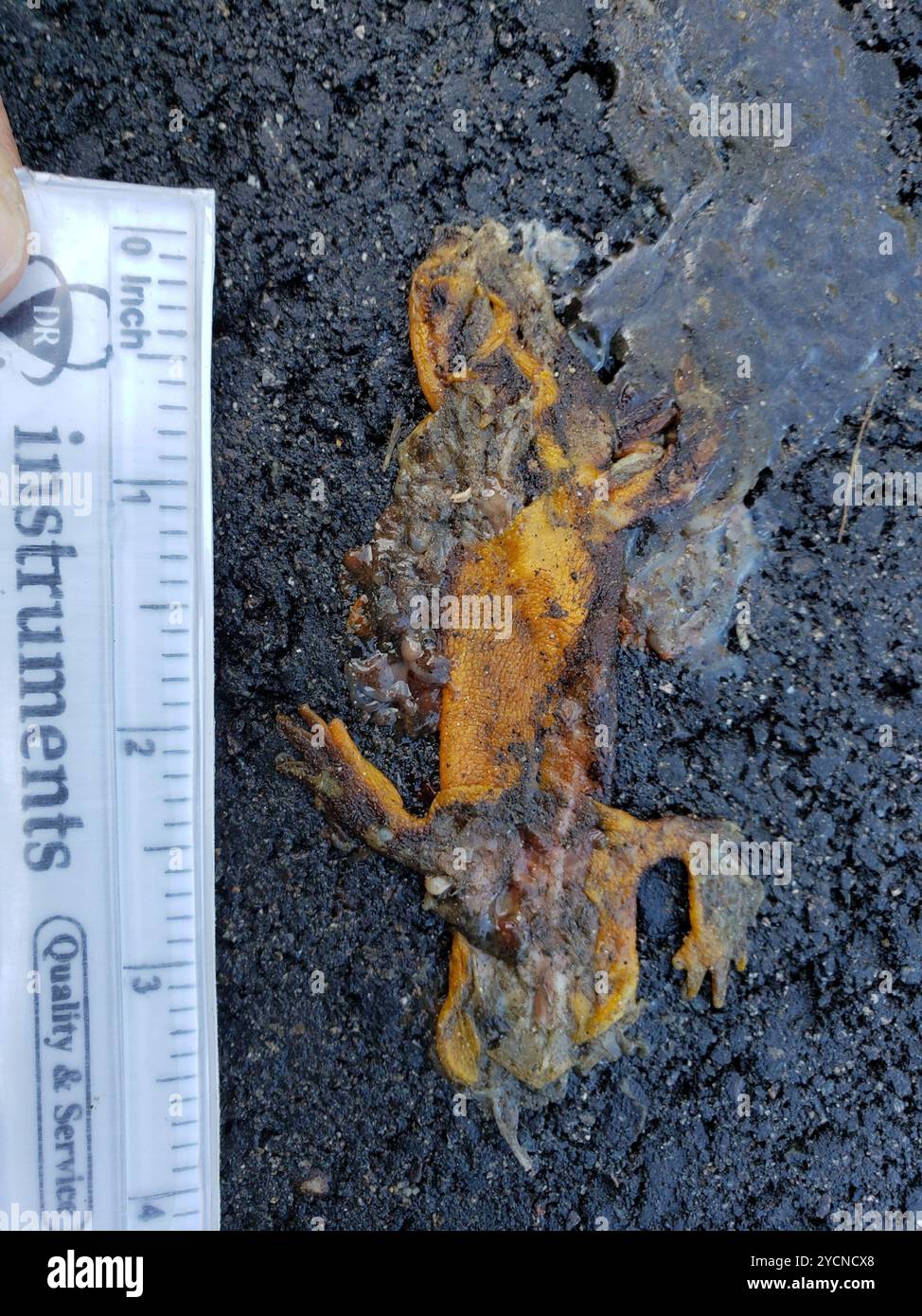 Pacific Newts (Taricha) Amphibia Stock Photo - Alamy