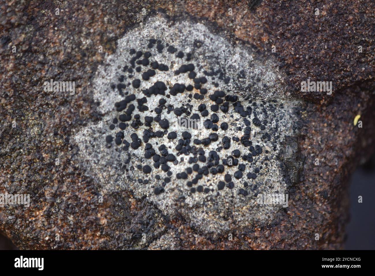 concentric boulder lichen (Porpidia crustulata) Fungi Stock Photo - Alamy