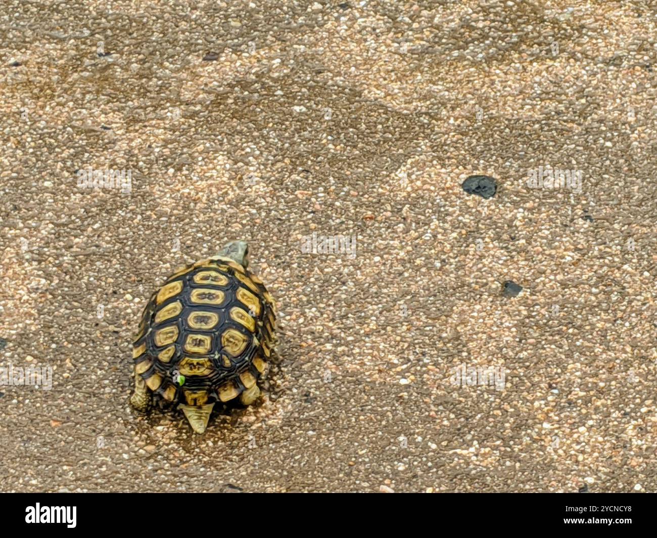 Speke's Hinge-back Tortoise (Kinixys spekii) Reptilia Stock Photo - Alamy