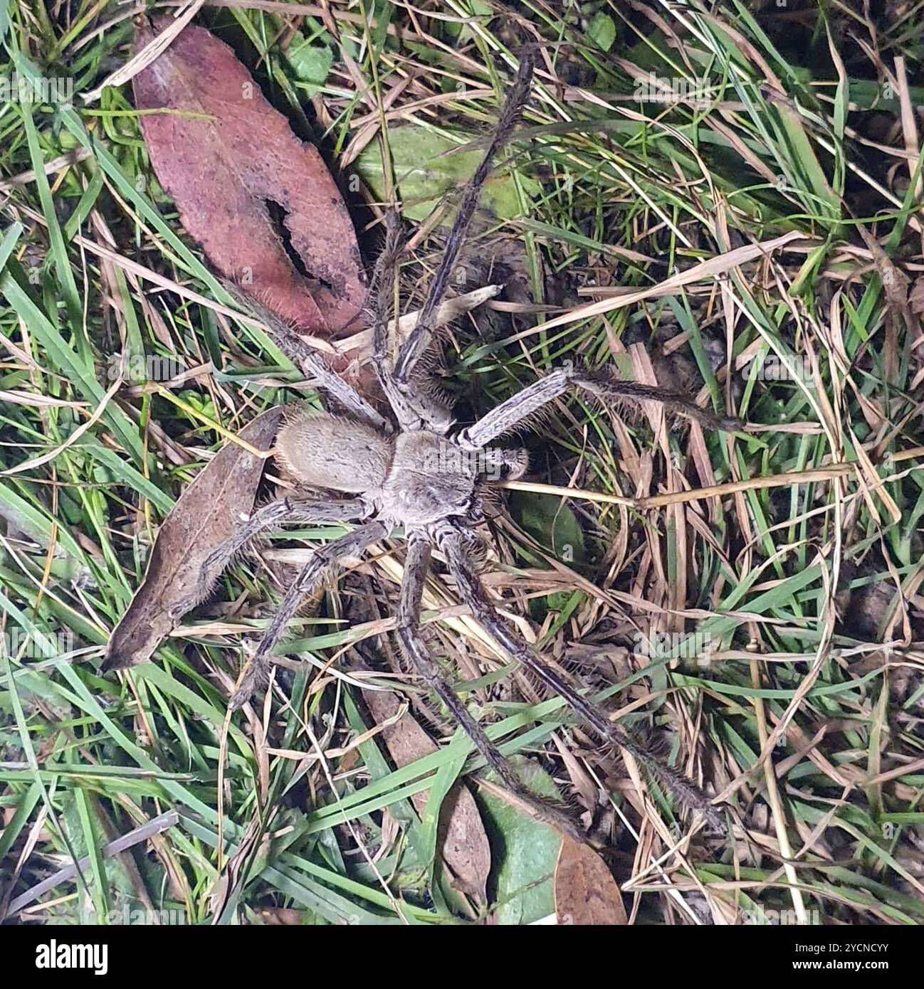 Isopeda hi-res stock photography and images - Alamy