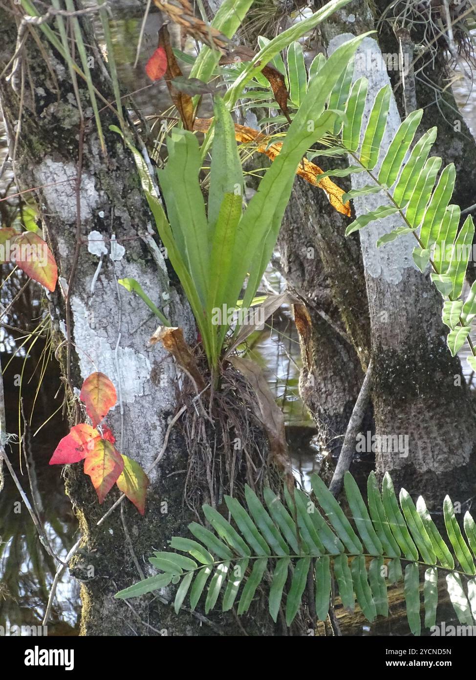 Long strapfern (Campyloneurum phyllitidis) Plantae Stock Photo - Alamy