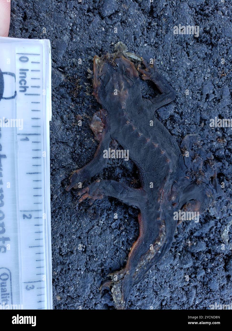 Pacific Newts (Taricha) Amphibia Stock Photo - Alamy