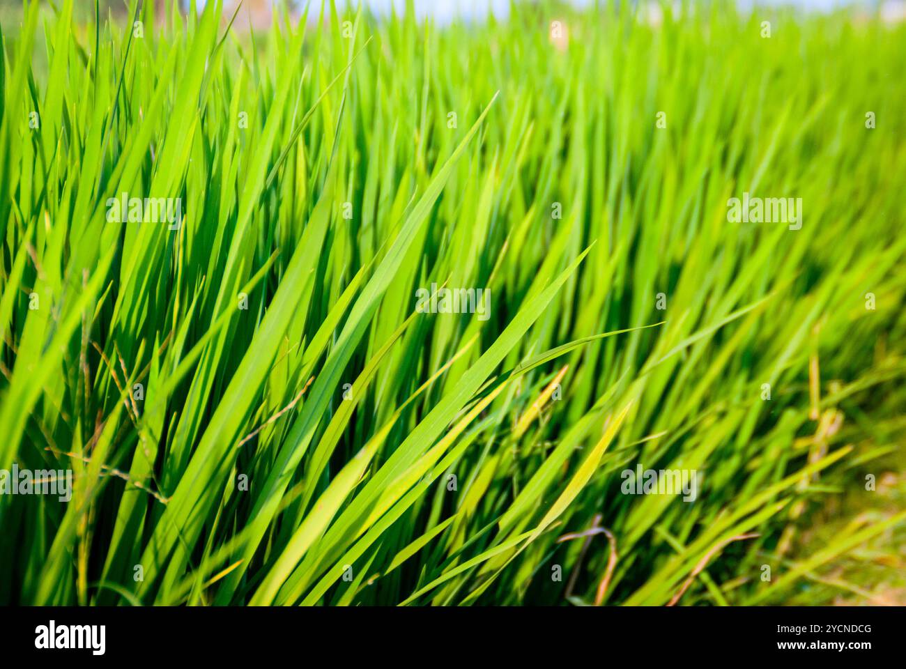 Beautiful tropical rice field green hi-res stock photography and images ...