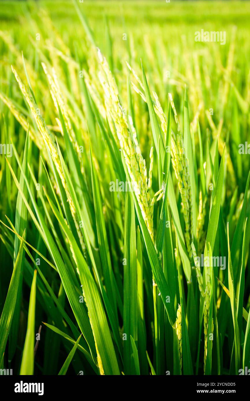 Close up young asia hi-res stock photography and images - Alamy