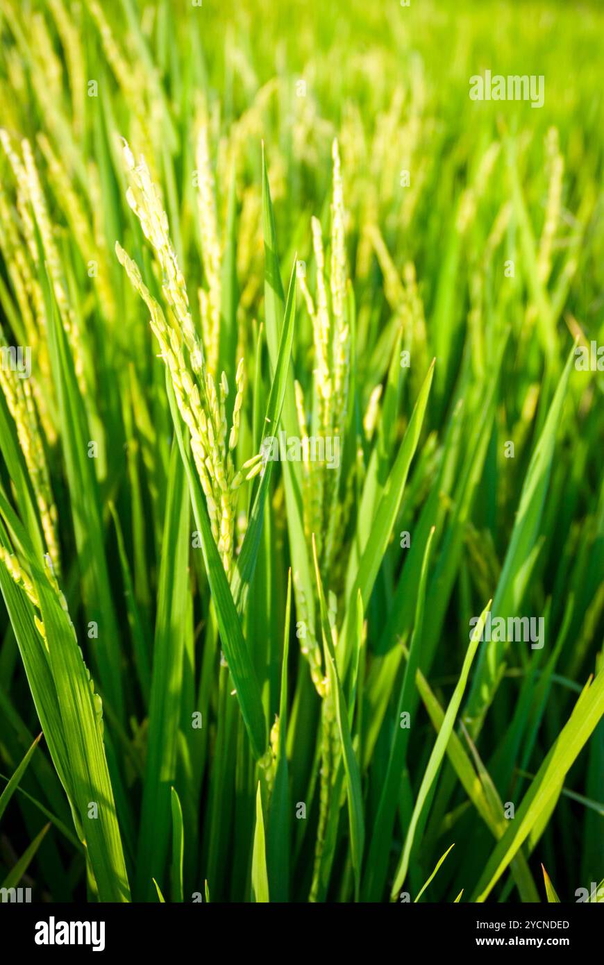 Close up young asia hi-res stock photography and images - Alamy