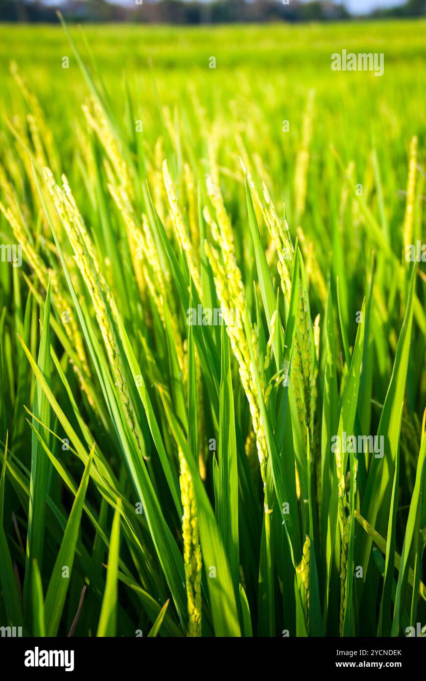 Young fresh rice close up Stock Photo - Alamy