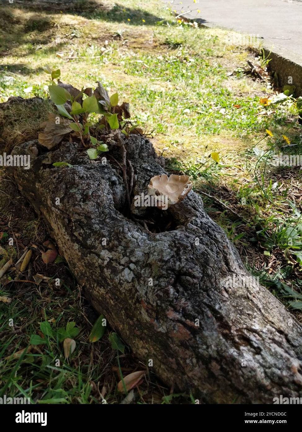 Trainwrecker (Neolentinus lepideus) Fungi Stock Photo - Alamy
