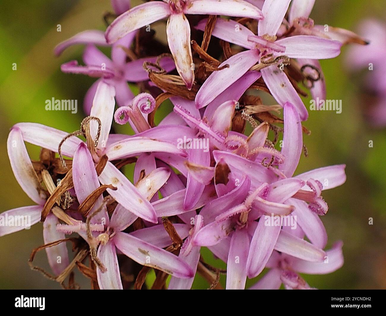 Smooth Plampers (Corymbium glabrum) Plantae Stock Photo - Alamy