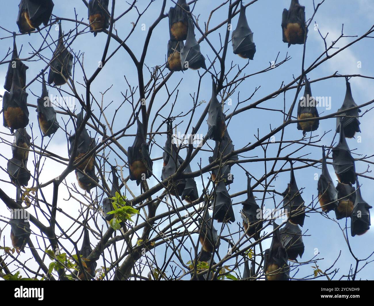 Indian Flying-fox (Pteropus giganteus) Mammalia Stock Photo - Alamy