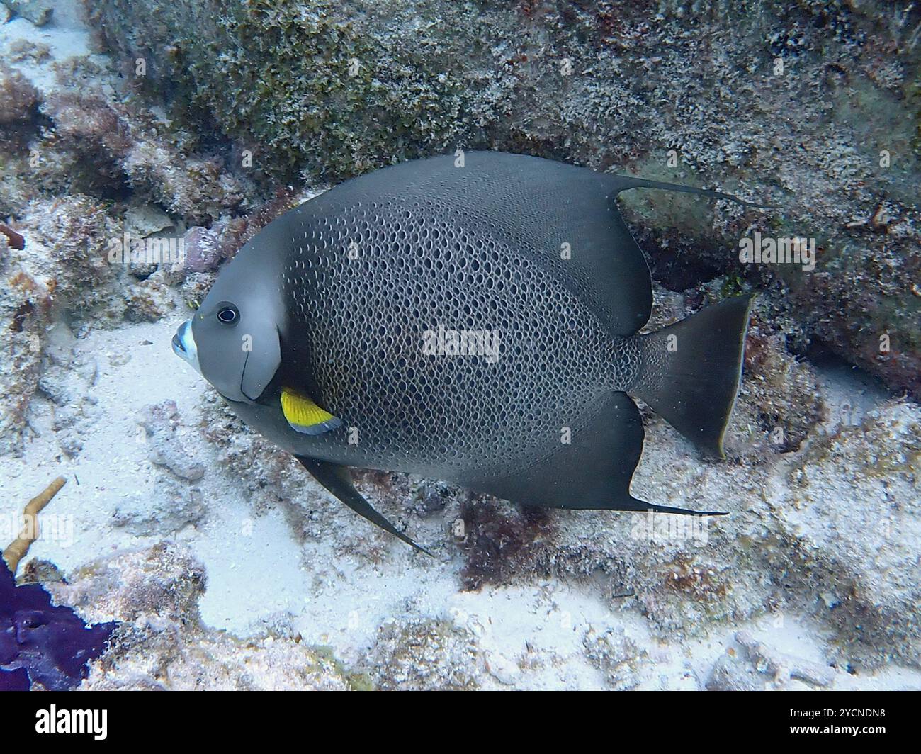 Grey Angelfish (Pomacanthus arcuatus) Actinopterygii Stock Photo - Alamy