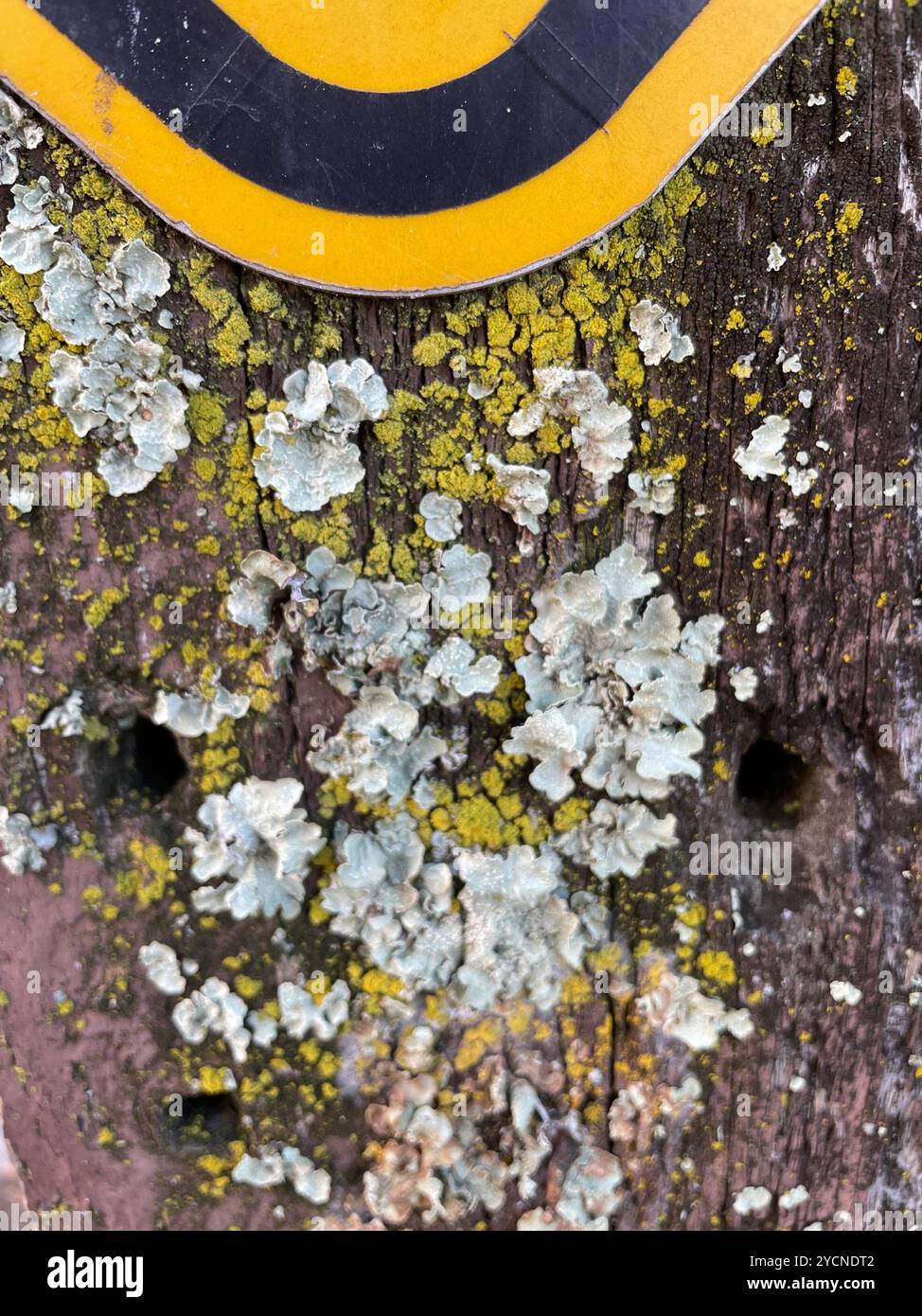 typical shield lichens (Parmelioideae) Fungi Stock Photo - Alamy