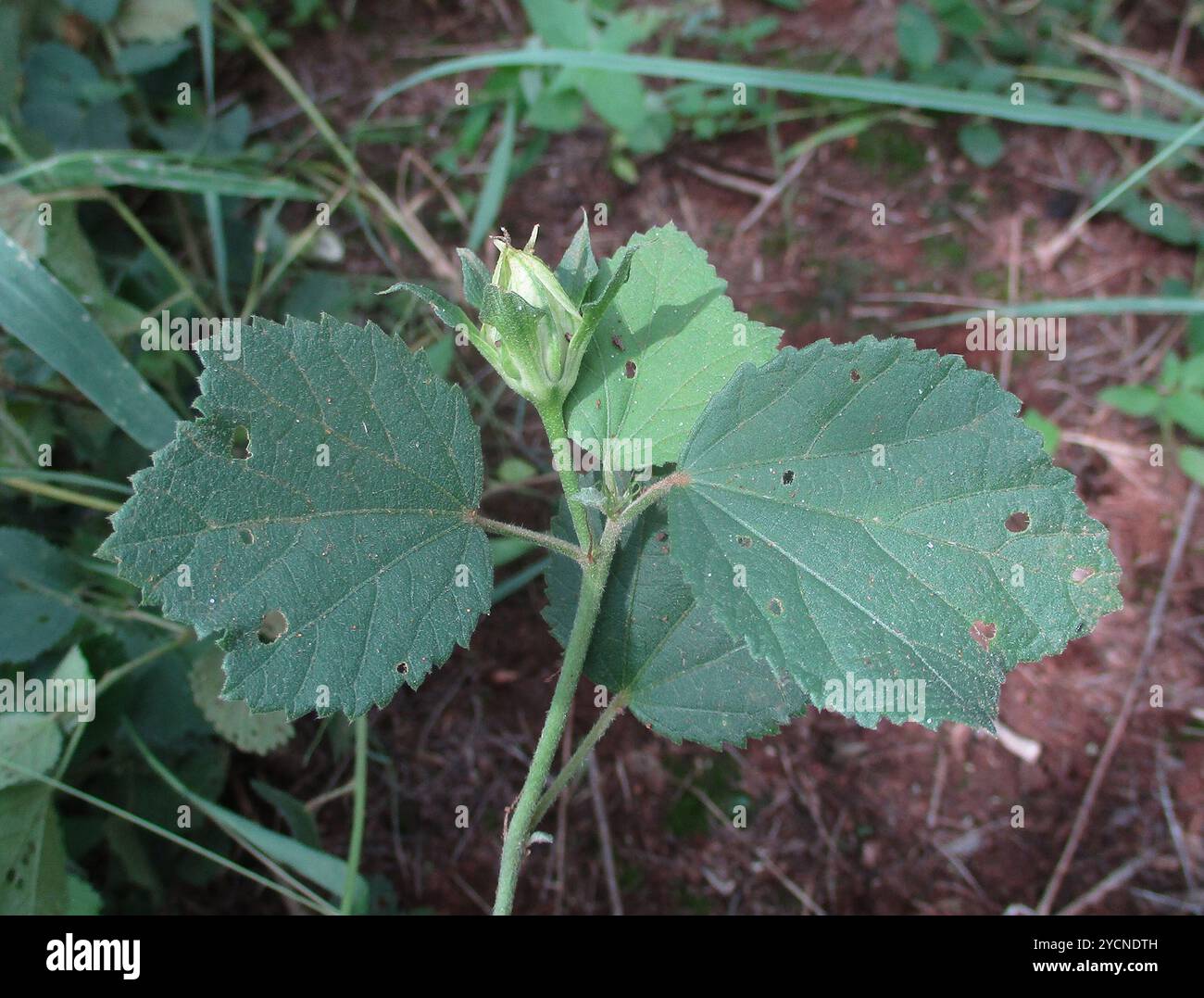 Mallow and Hibiscus Family (Malvaceae) Plantae Stock Photo - Alamy