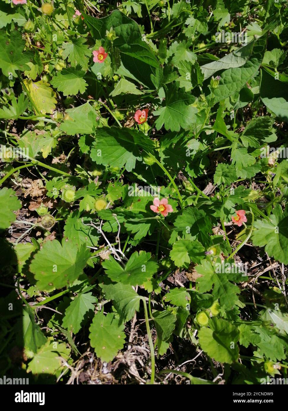 Carolina Bristlemallow (Modiola caroliniana) Plantae Stock Photo - Alamy