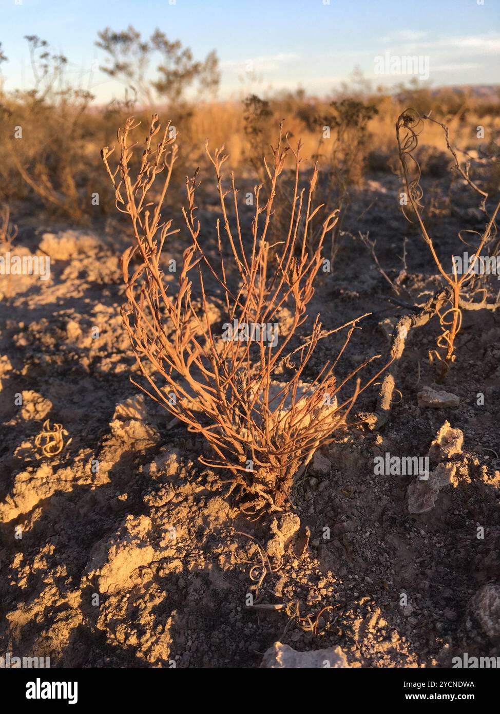 Littleleaf Rhatany (Krameria erecta) Plantae Stock Photo - Alamy