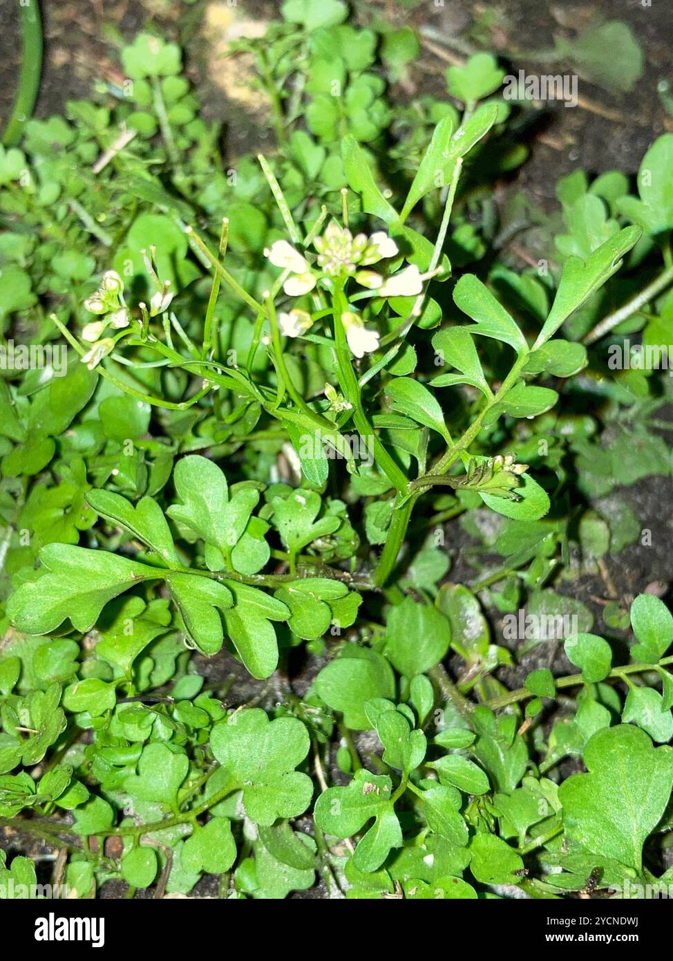 Nursery bittercress (Cardamine occulta) Plantae Stock Photo - Alamy