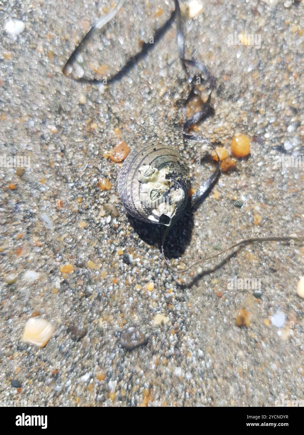 Spotted Top Snail (Diloma aethiops) Mollusca Stock Photo - Alamy