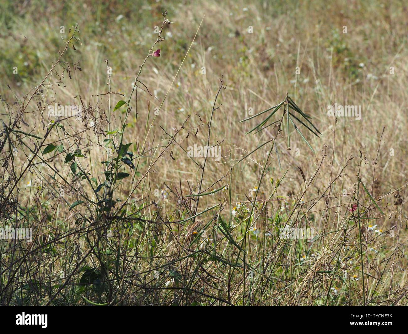 Phasey Bean (Macroptilium lathyroides) Plantae Stock Photo - Alamy