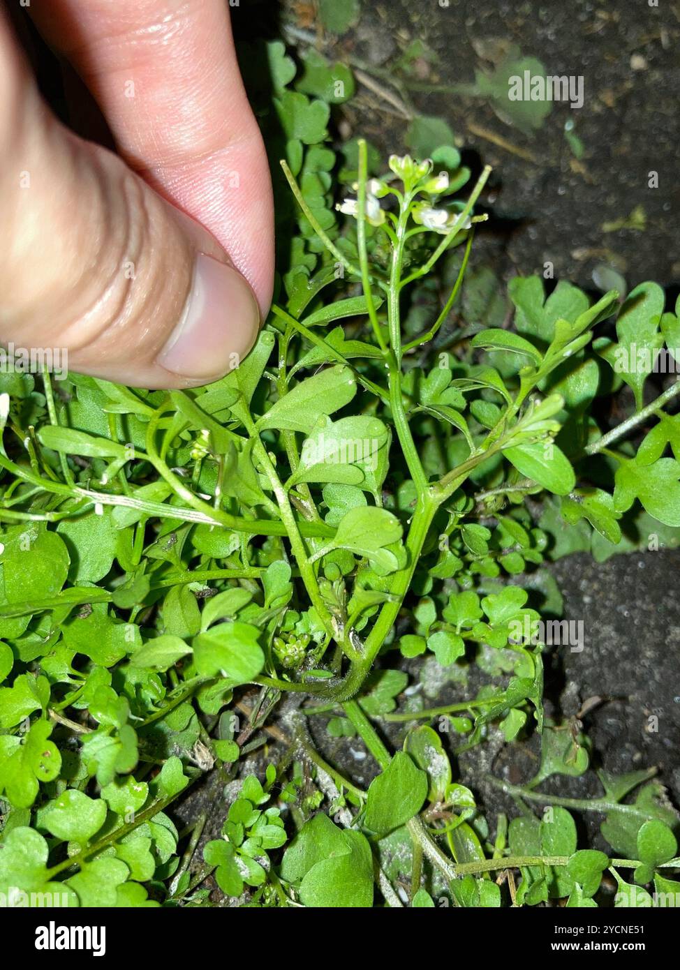 Nursery bittercress (Cardamine occulta) Plantae Stock Photo - Alamy