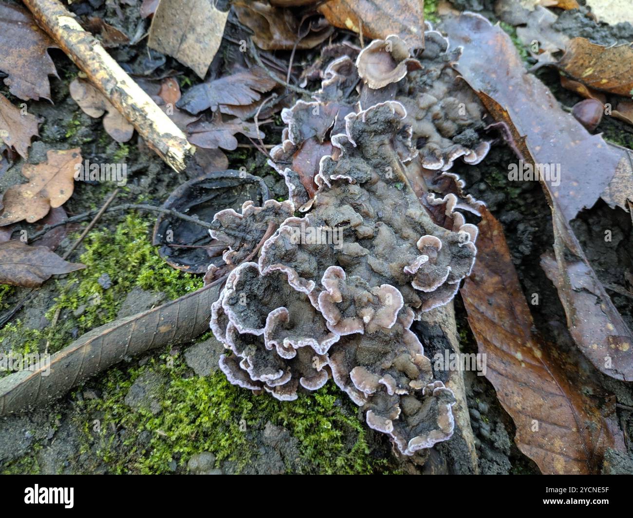 Silverleaf Fungus (Chondrostereum purpureum) Fungi Stock Photo - Alamy