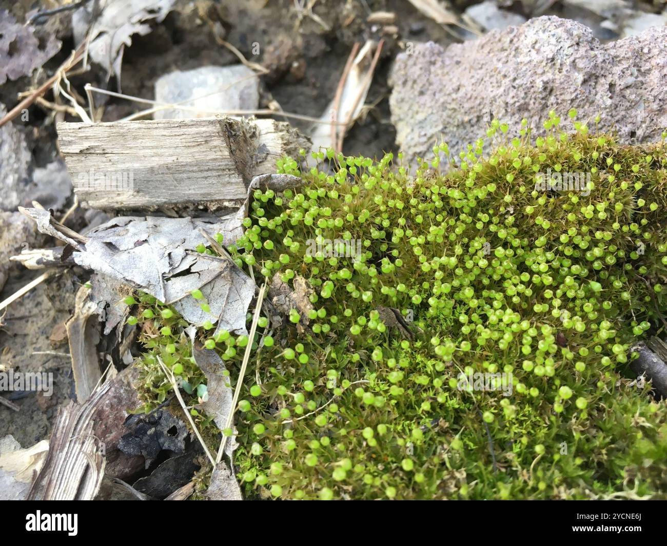 common bladder moss (Physcomitrium pyriforme) Plantae Stock Photo - Alamy