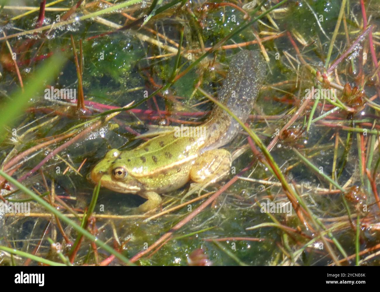 Water Frogs (Pelophylax) Amphibia Stock Photo - Alamy