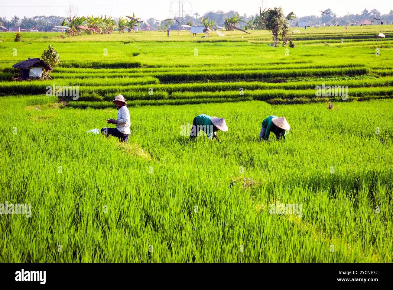 Rice paddy workers hi-res stock photography and images - Alamy