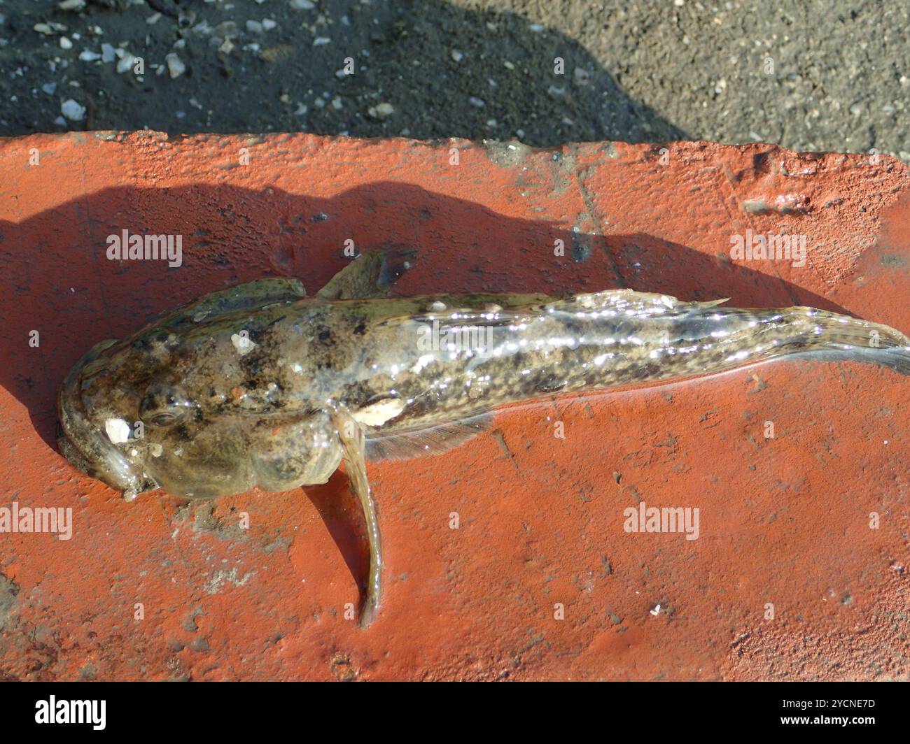 Flathead Gobies (Glossogobius) Actinopterygii Stock Photo - Alamy