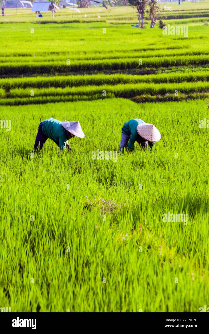 Farmer workers hi-res stock photography and images - Alamy