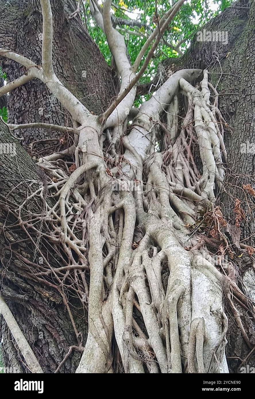 Florida Strangler Fig (Ficus aurea) Plantae Stock Photo - Alamy