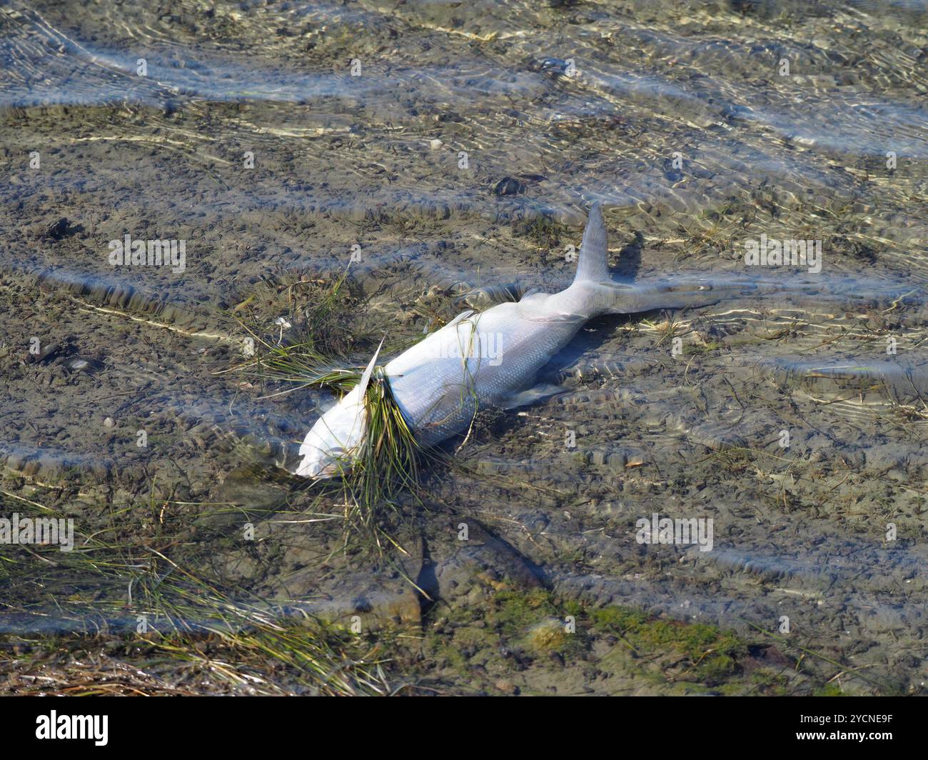 Milkfish (Chanos chanos) Actinopterygii Stock Photo - Alamy