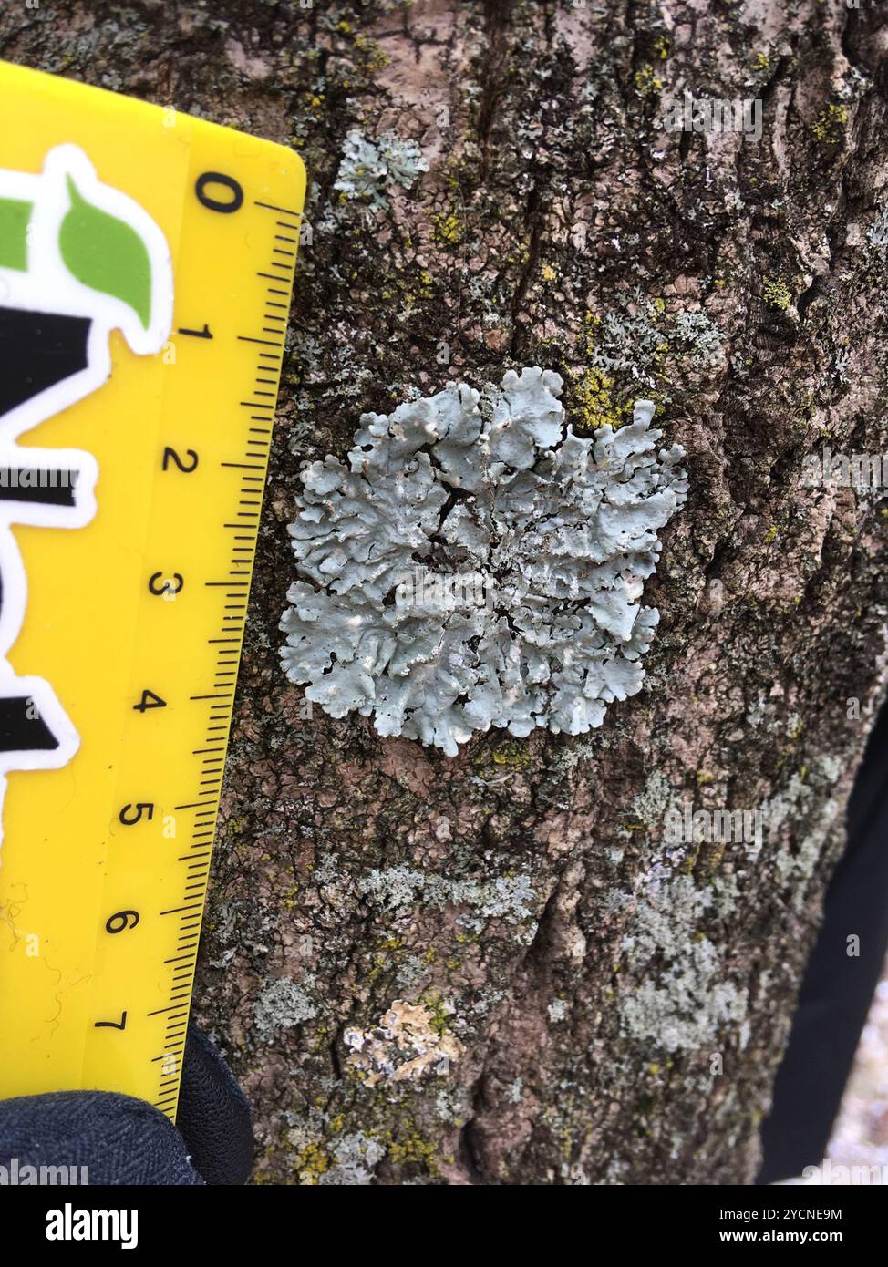 Powdery Axil-bristle Lichen (Myelochroa aurulenta) Fungi Stock Photo ...
