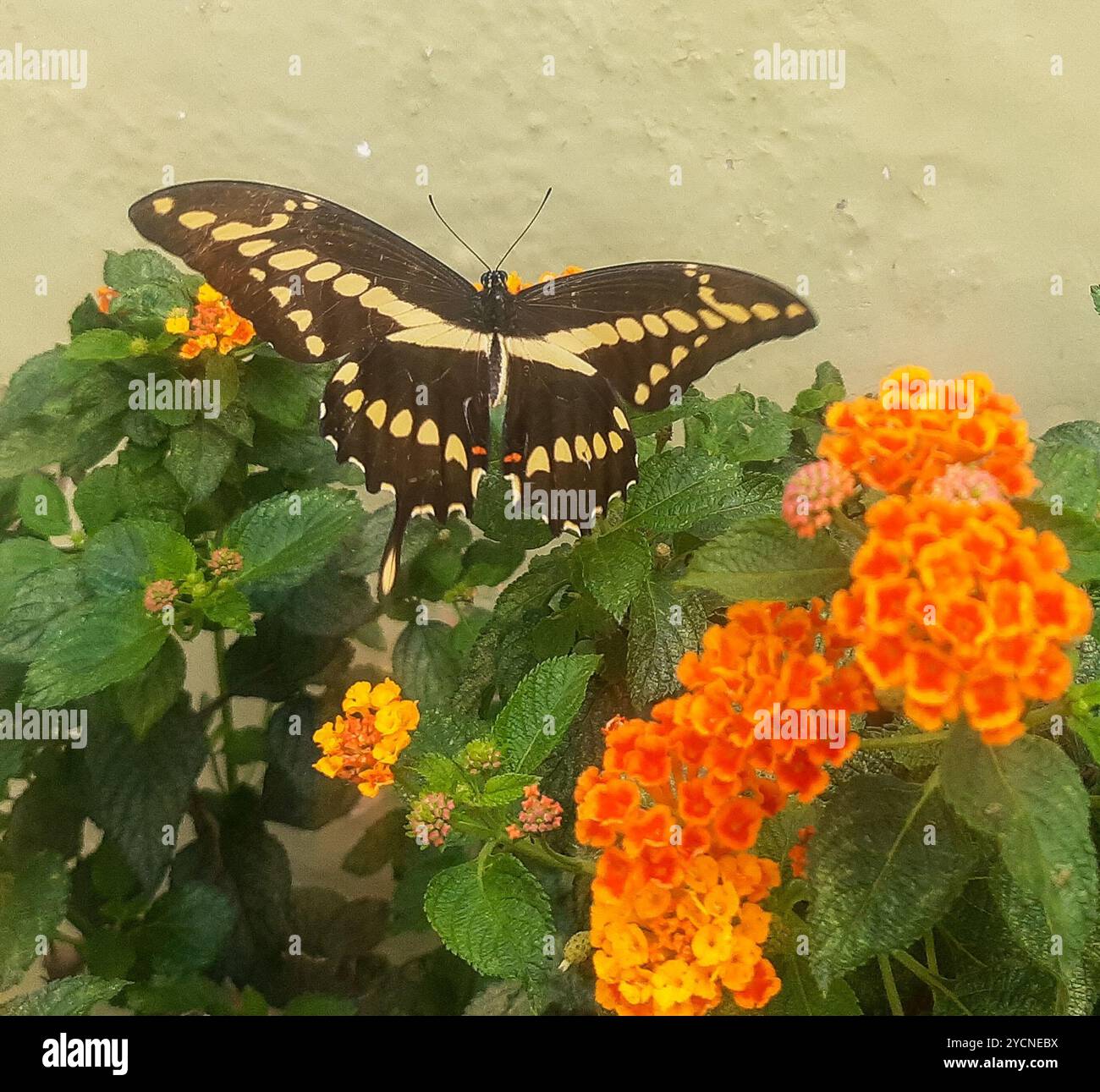 (Heraclides thoas brasiliensis) Insecta Stock Photo - Alamy