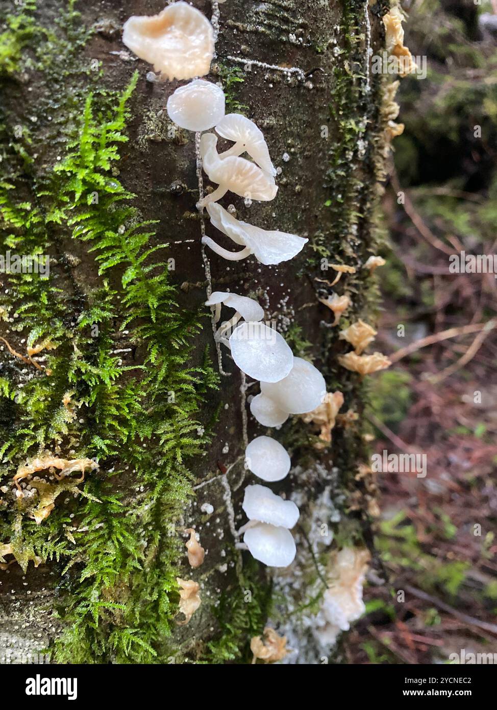 Fairy Parachutes (Marasmiellus candidus) Fungi Stock Photo - Alamy