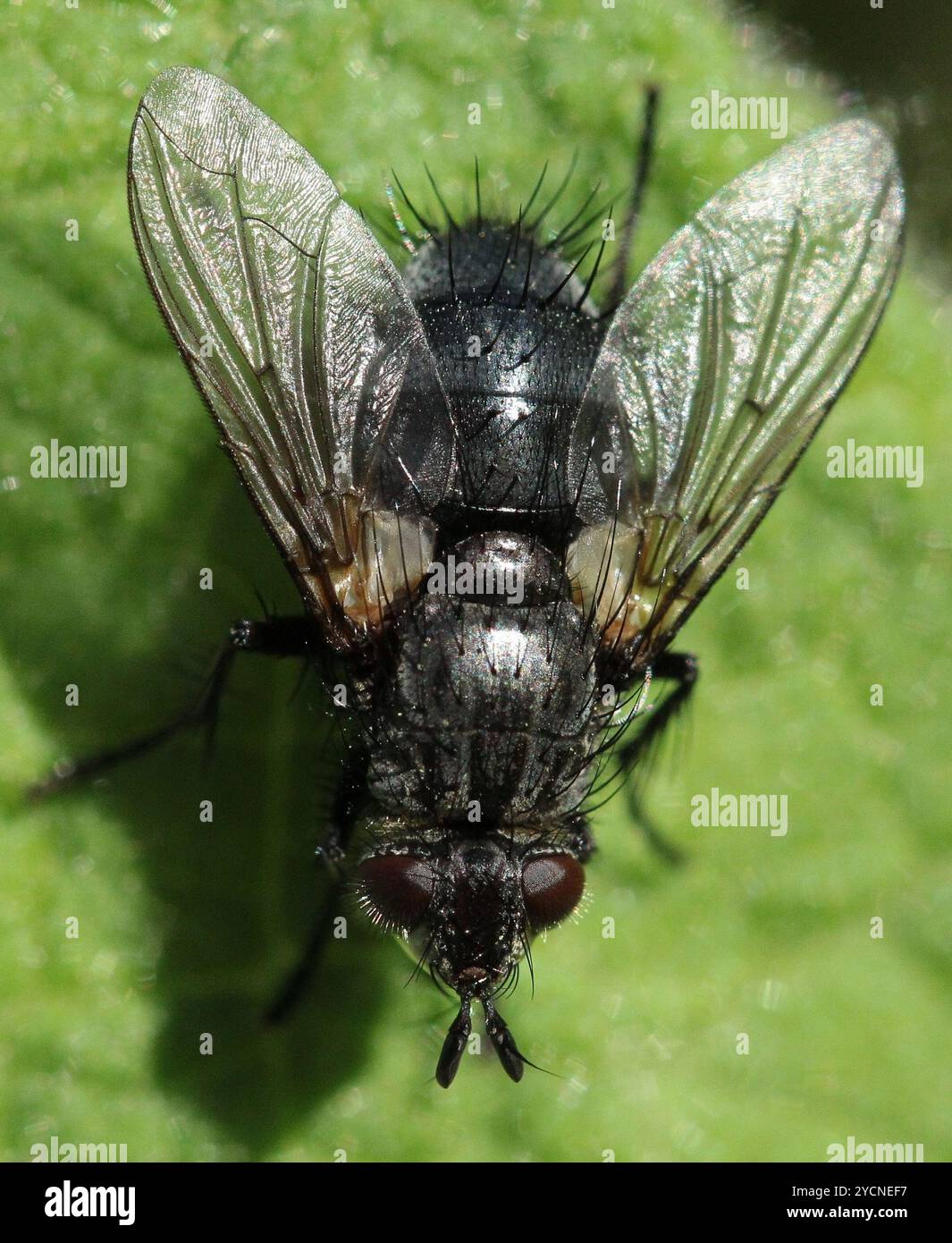 Phorocera hi-res stock photography and images - Alamy