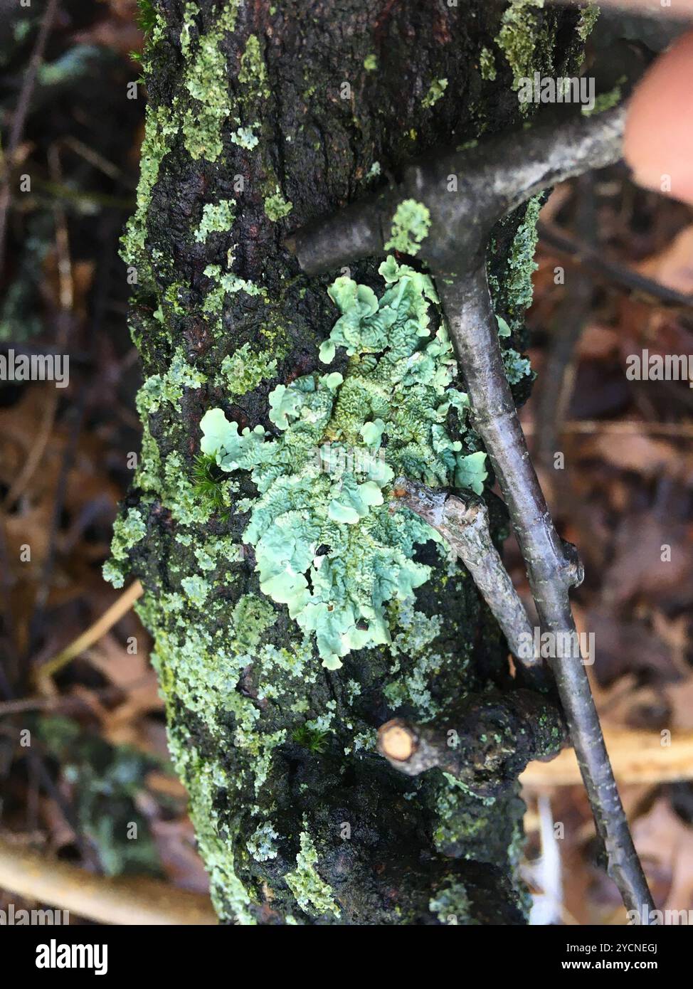common greenshield lichen (Flavoparmelia caperata) Fungi Stock Photo ...