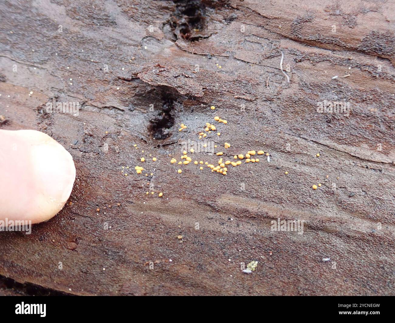 Trichia varia hi-res stock photography and images - Alamy